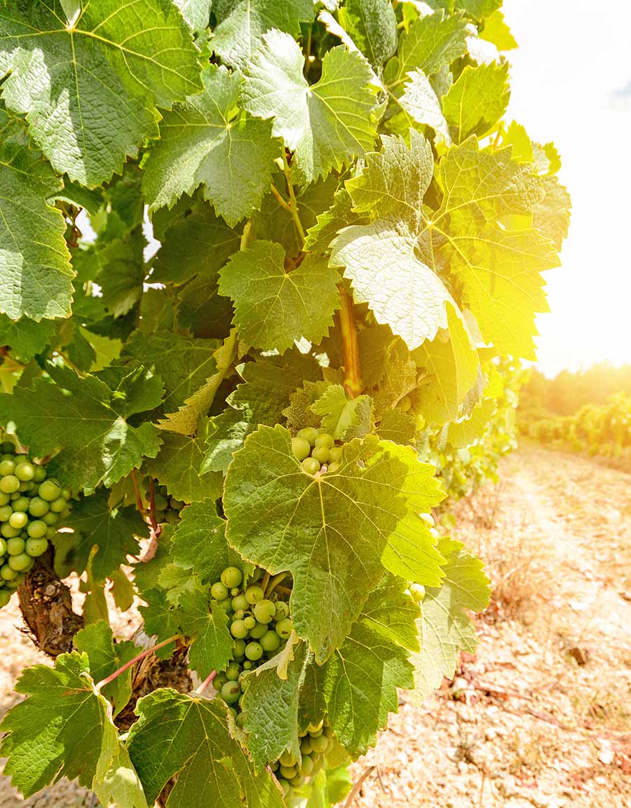 Penedes Wine Region Day Tour | Vineyard Escape in Catalonia